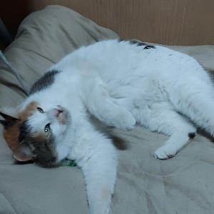 Watch Su Latt Live Stream on BIGO LIVE