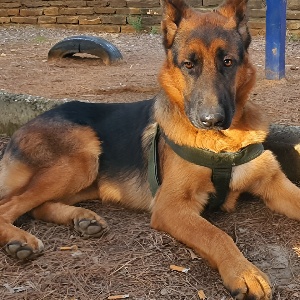 Watch Michou FF Live Stream on BIGO LIVE