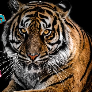 Watch Daniii 💓💯 Live Stream on BIGO LIVE