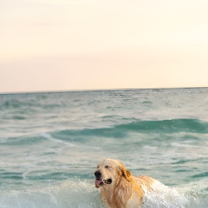 Watch Ppp Live Stream on BIGO LIVE